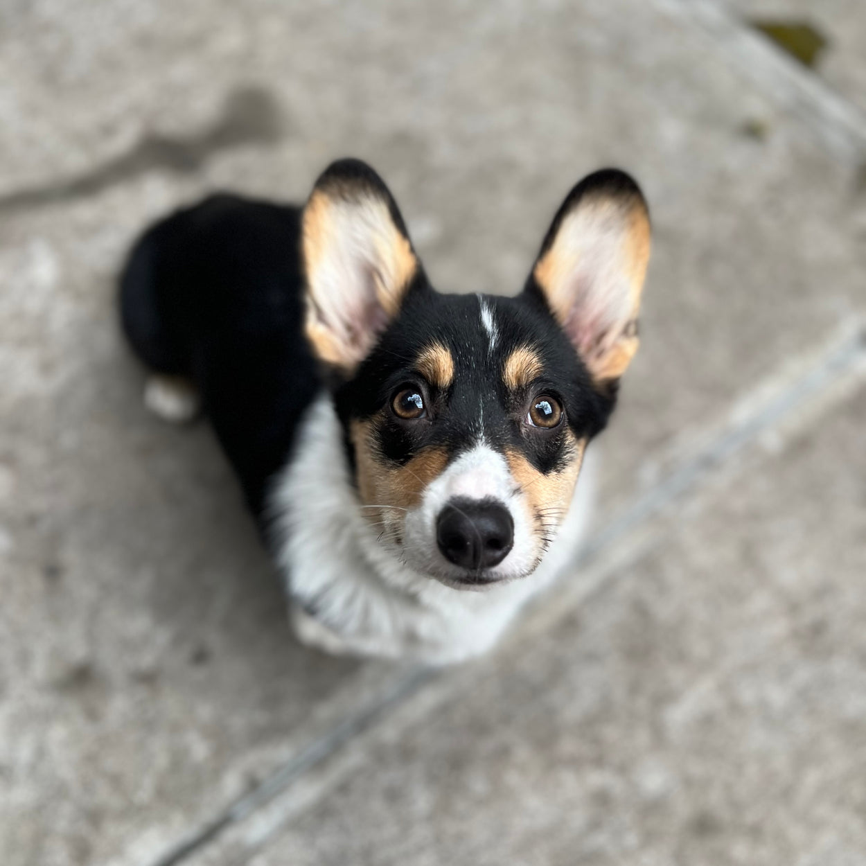Image Gallery – Pooch Play and Stay